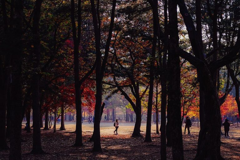 The 12 Best Things To Do In Nami Island You Have To Do
