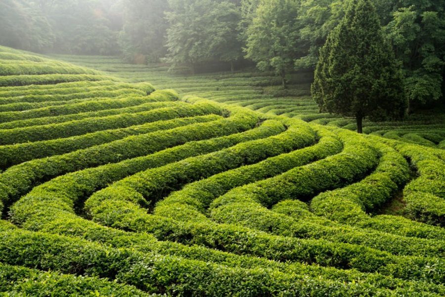20 Unmissable Things To Do During Spring In Korea [2026]