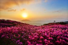20 Unmissable Things To Do During Spring In Korea [2026]