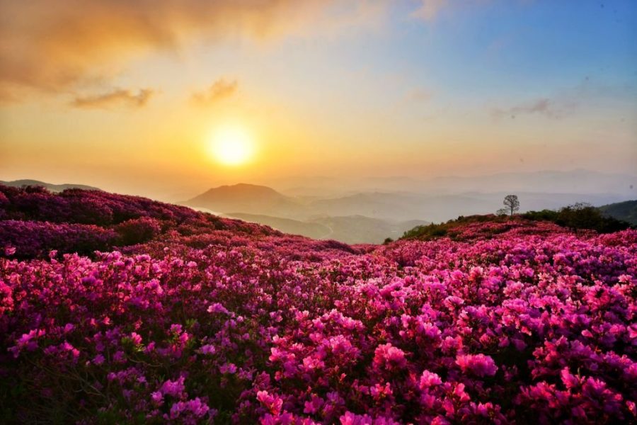 20 Unmissable Things To Do During Spring In Korea [2026]