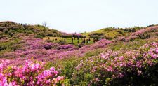 20 Unmissable Things To Do During Spring In Korea [2026]