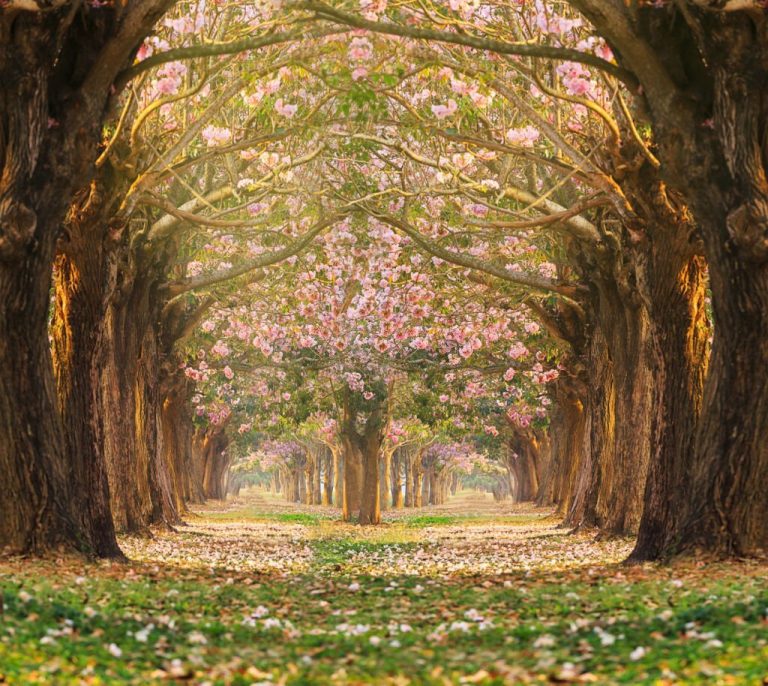 20 Unmissable Things To Do During Spring In Korea [2026]